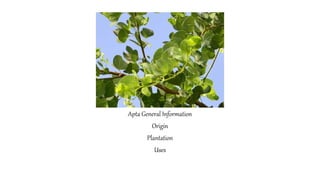 Apta tree | PPTX | Herbs and Supplements | Alternative Medicine