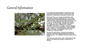 Apta tree | PPTX | Herbs and Supplements | Alternative Medicine