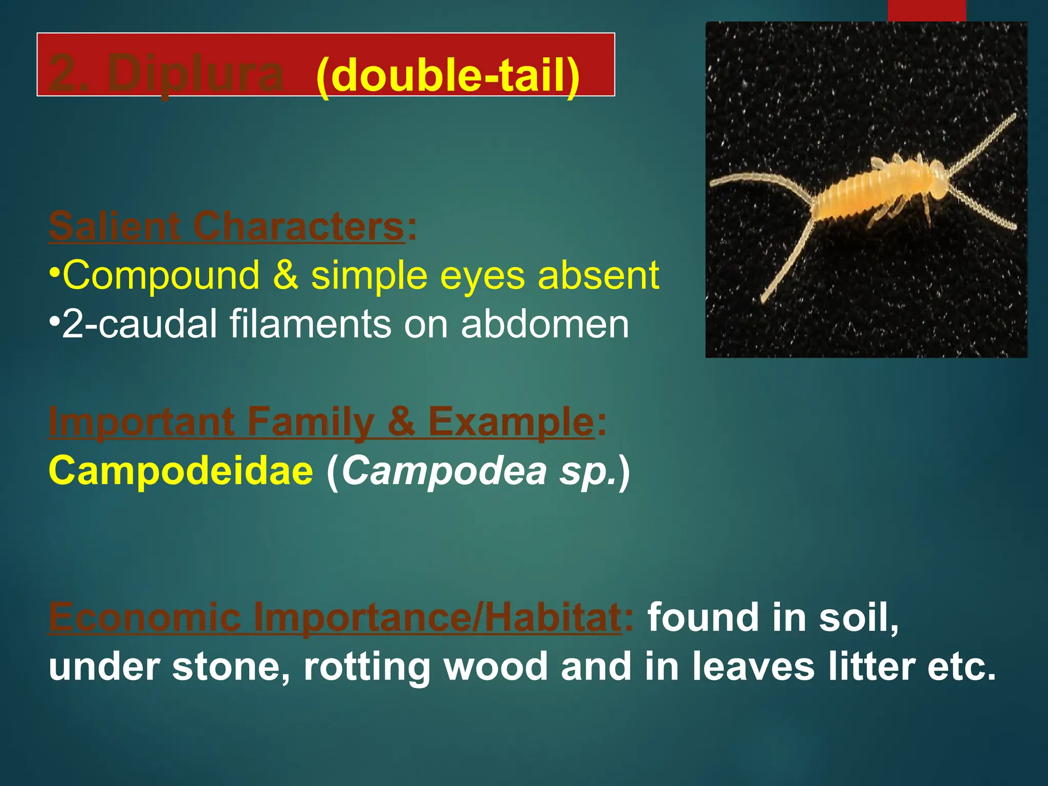 Apterygota, wingless insects, Ametabola.ppt