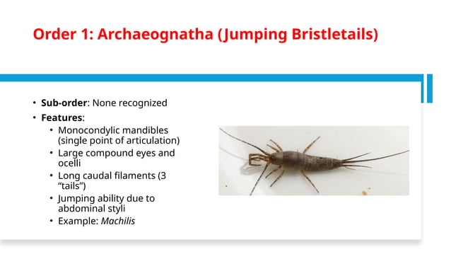 General Characters and Classification of Su class Apterygota.pptx
