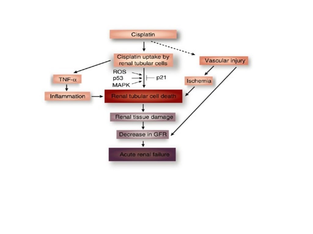 Molecular mechanism of drug induced nephrotoxicity
