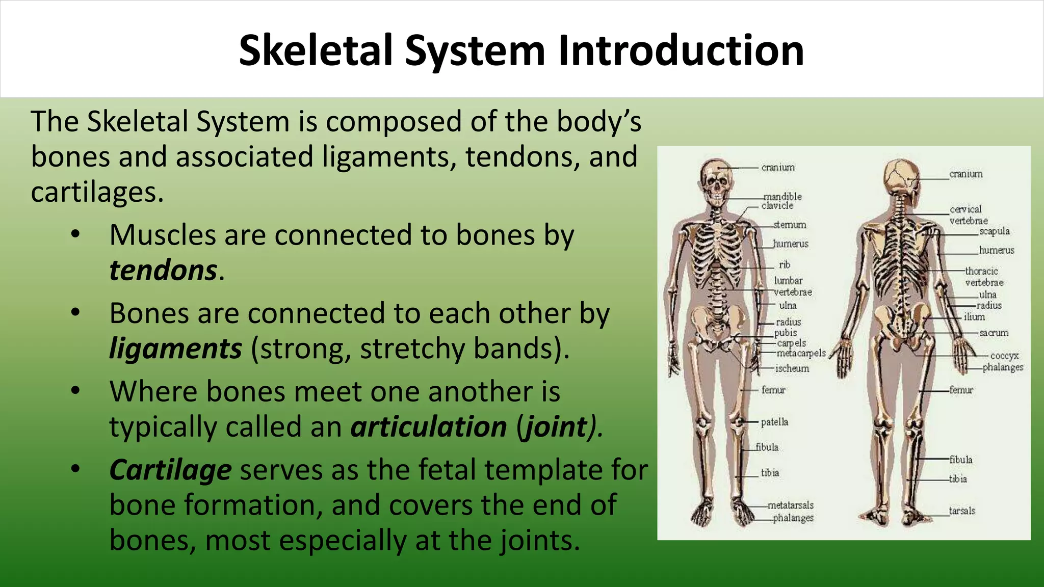 APU4.1 Skeleton System Introduction | PPTX