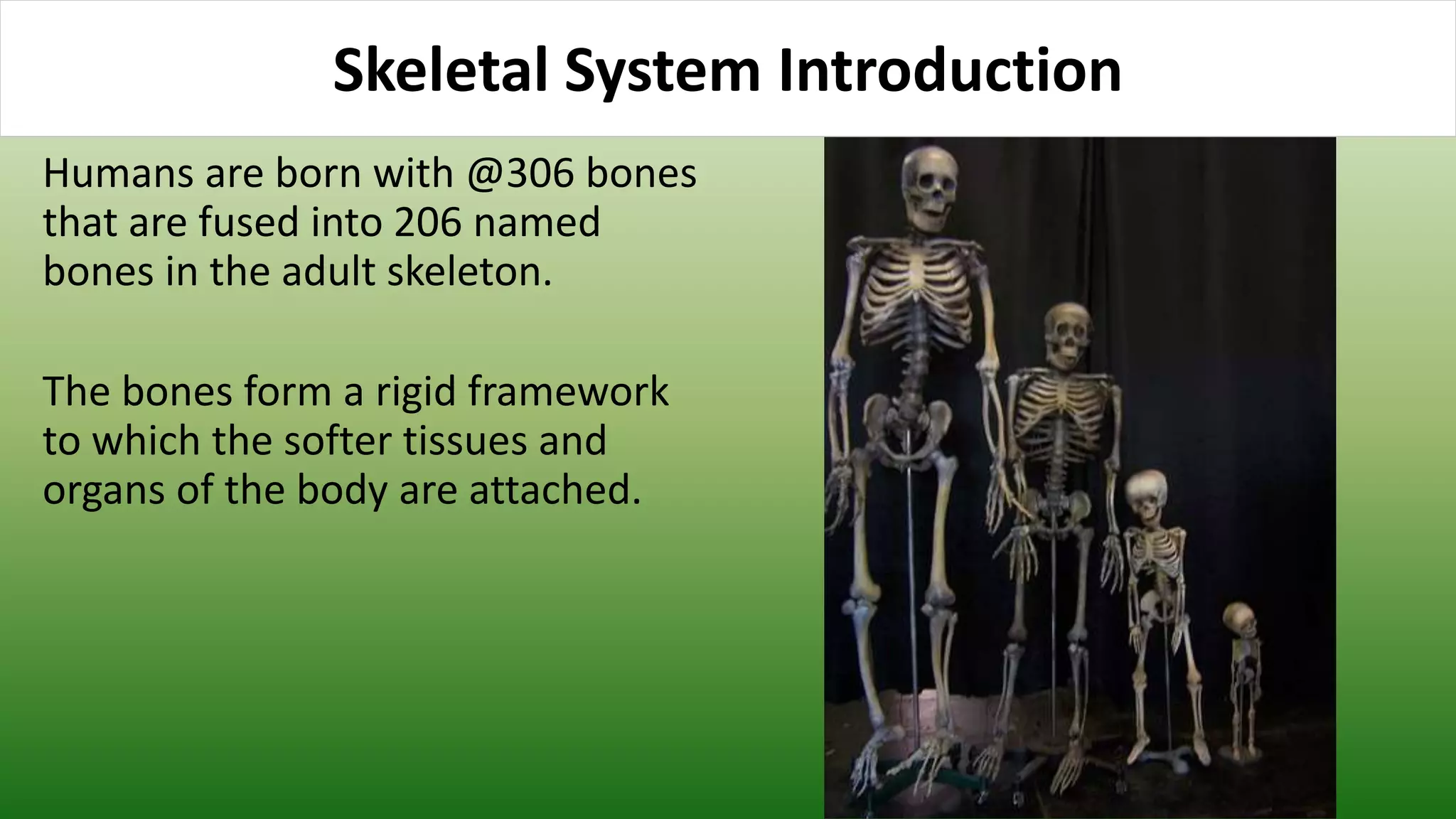 APU4.1 Skeleton System Introduction | PPTX