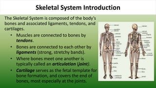 APU4.1 Skeleton System Introduction | PPTX