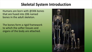 APU4.1 Skeleton System Introduction | PPTX