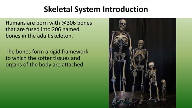APU4.1 Skeleton System Introduction | PPTX