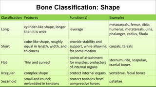 APU4.1 Skeleton System Introduction | PPTX