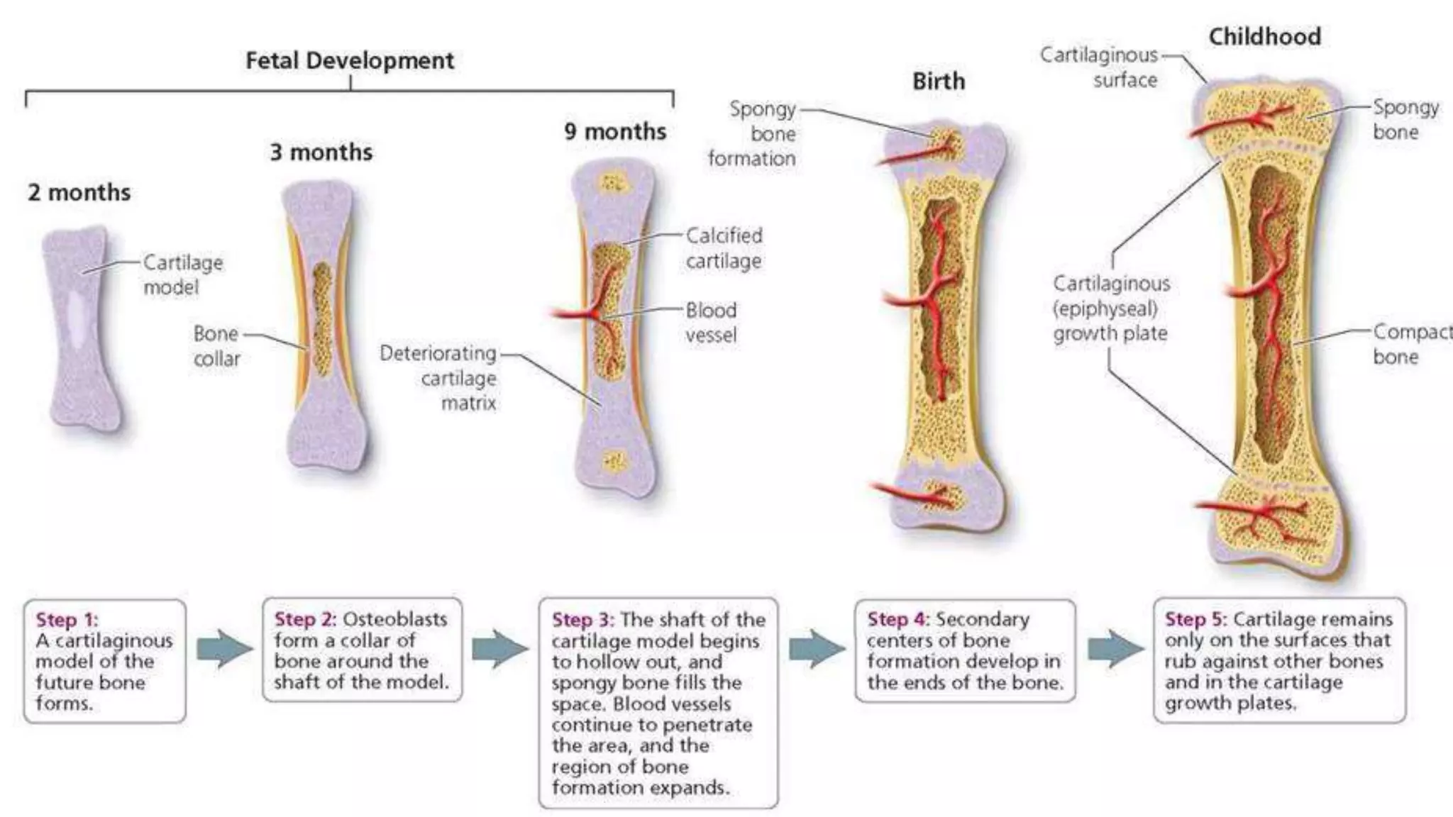 APU4.3 Skeleton System (Bone Formation & Growth) | PPTX