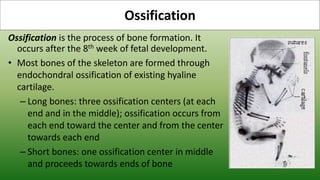 APU4.3 Skeleton System (Bone Formation & Growth) | PPT