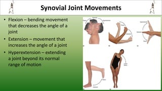 APU4.5 Skeleton System (Articulations & Movement) | PPT