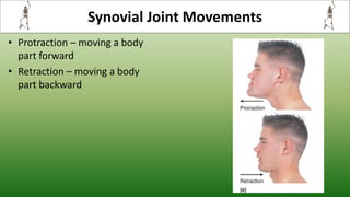 APU4.5 Skeleton System (Articulations & Movement) | PPT