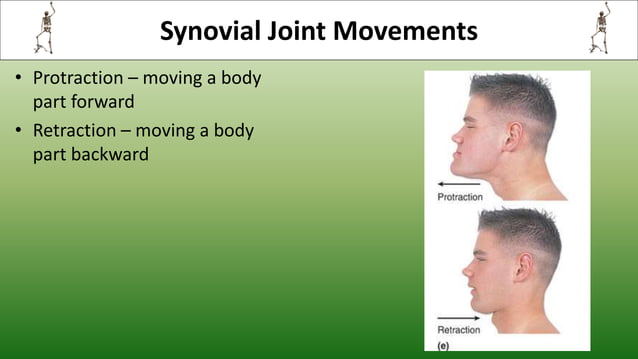 APU4.5 Skeleton System (Articulations & Movement) | PPT
