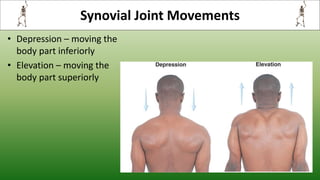 APU4.5 Skeleton System (Articulations & Movement) | PPT