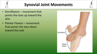 APU4.5 Skeleton System (Articulations & Movement) | PPT