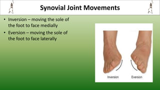 APU4.5 Skeleton System (Articulations & Movement) | PPT