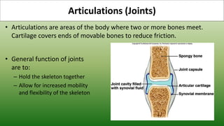 APU4.5 Skeleton System (Articulations & Movement) | PPT