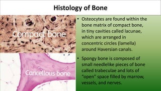 APU4.2 Skeleton System (Bone Structure) | PPT