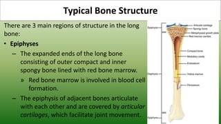 APU4.2 Skeleton System (Bone Structure) | PPTX