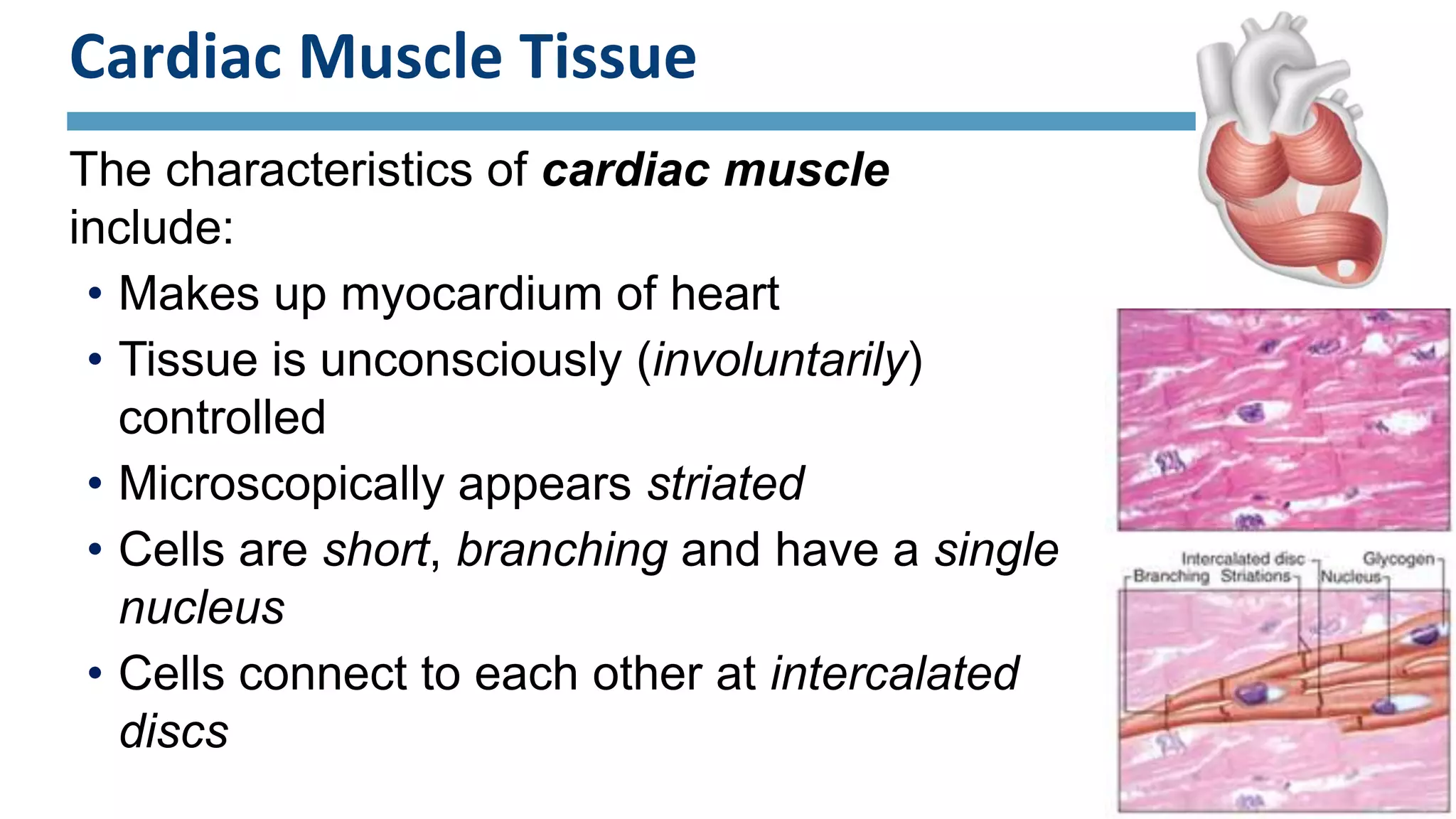 APU6.2 Muscle Histology | PPT