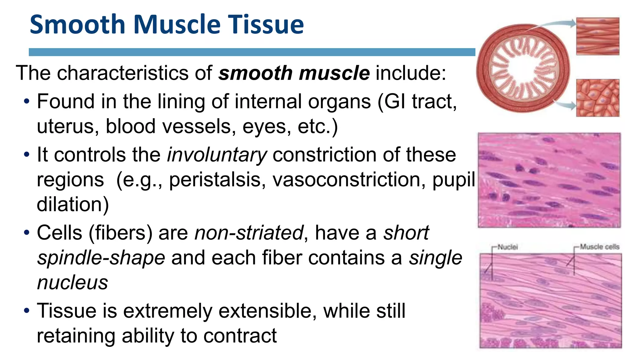 APU6.2 Muscle Histology | PPT