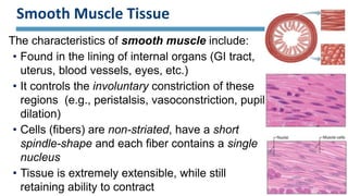 APU6.2 Muscle Histology | PPT