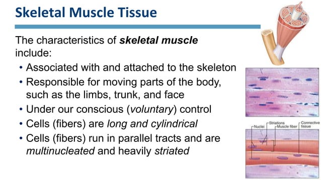 APU6.2 Muscle Histology | PPT
