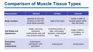 APU6.2 Muscle Histology | PPT