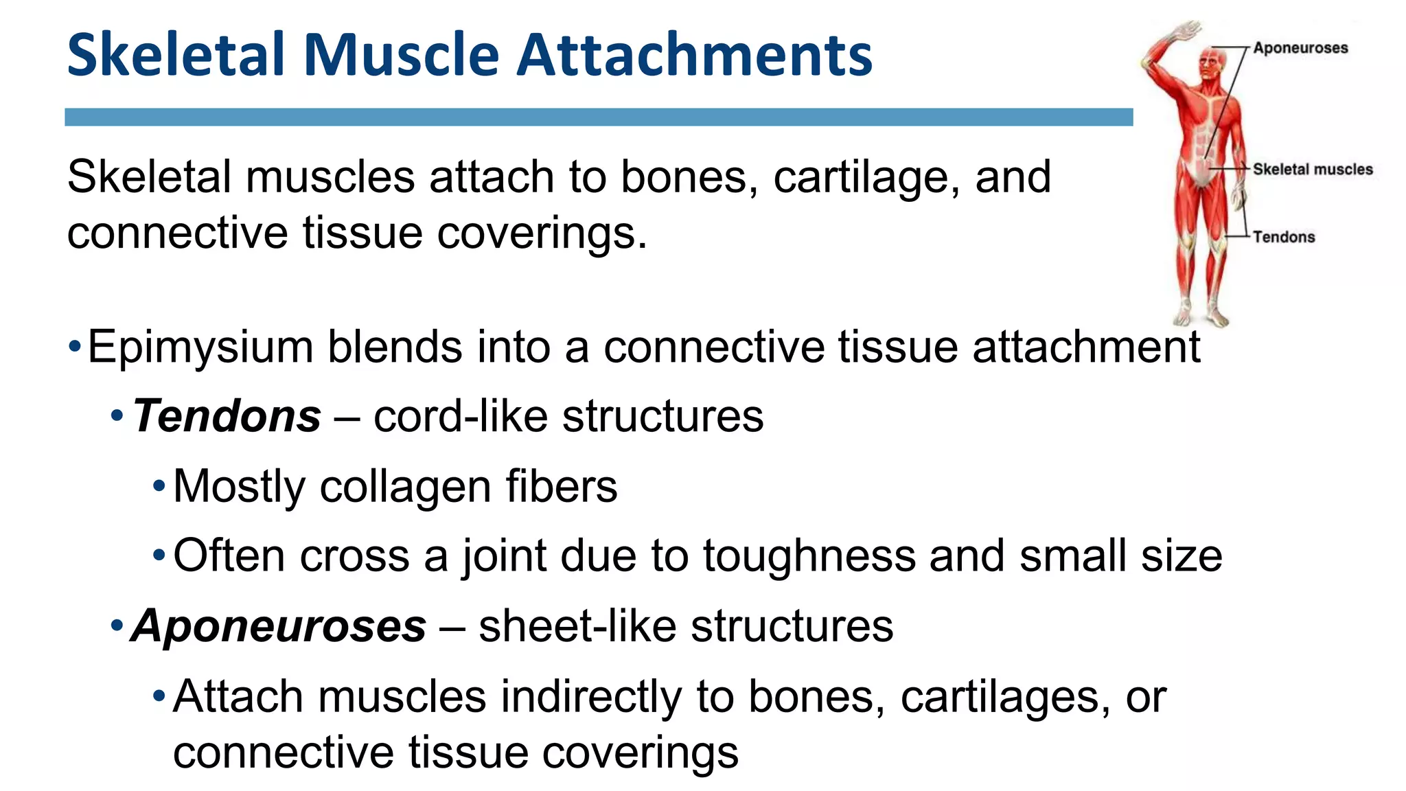 APU6.3 Skeletal Muscle Structure | PPTX
