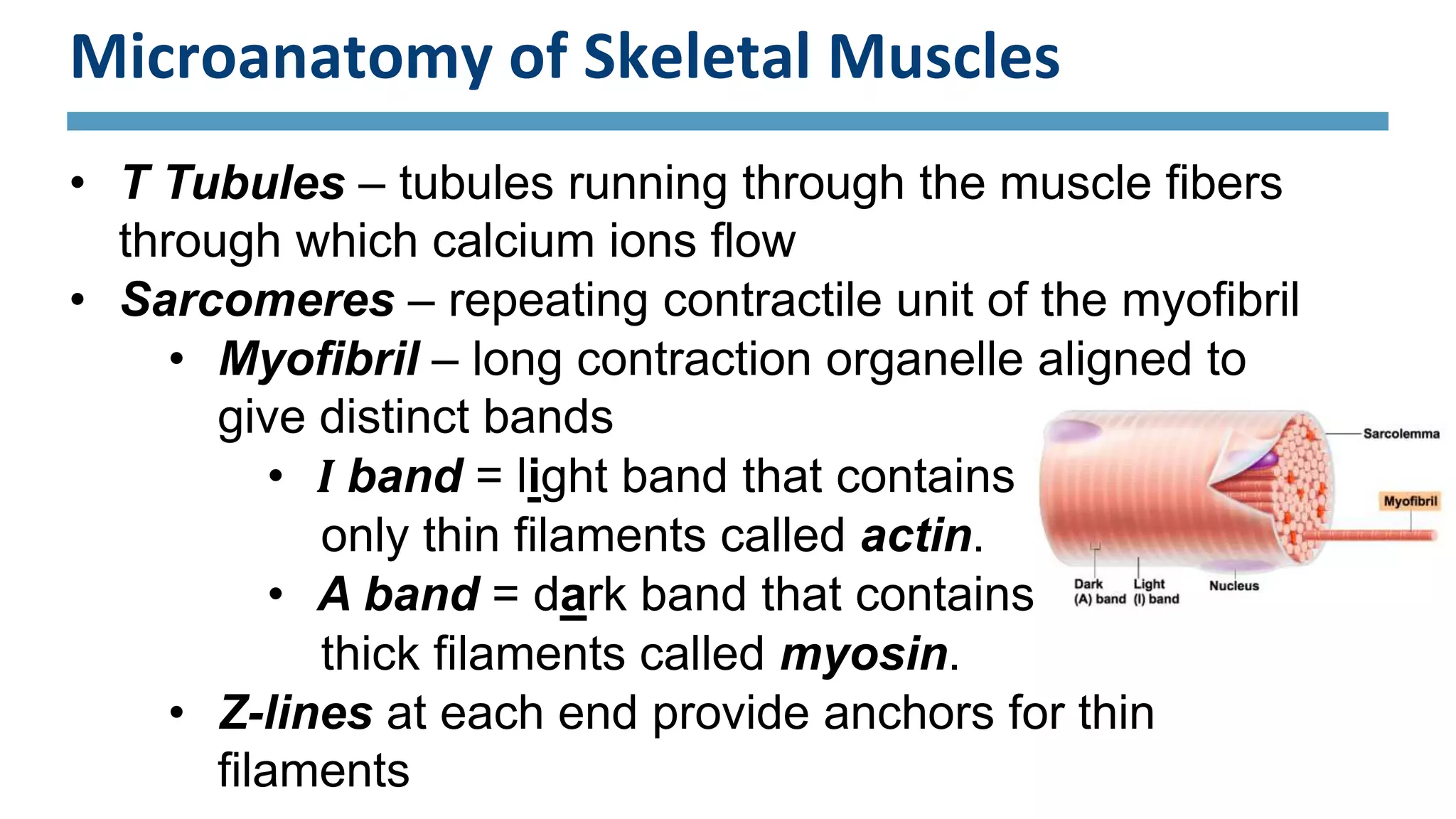 APU6.3 Skeletal Muscle Structure | PPTX
