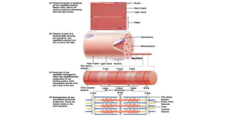 APU6.3 Skeletal Muscle Structure | PPT