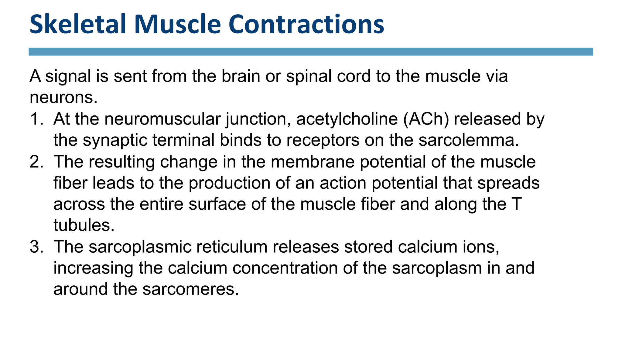 APU6.4 Skeletal Muscle Contractions | PPTX