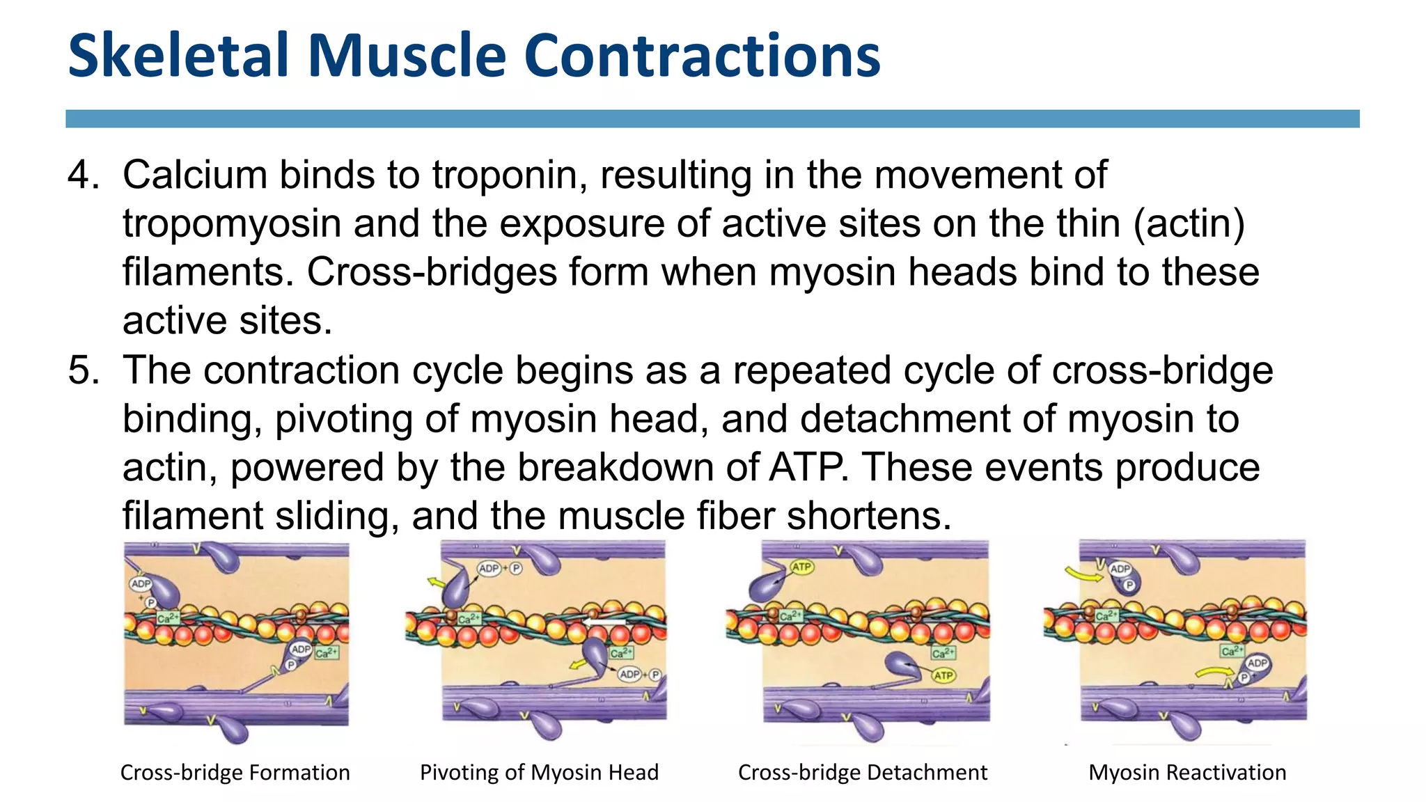 APU6.4 Skeletal Muscle Contractions | PPTX