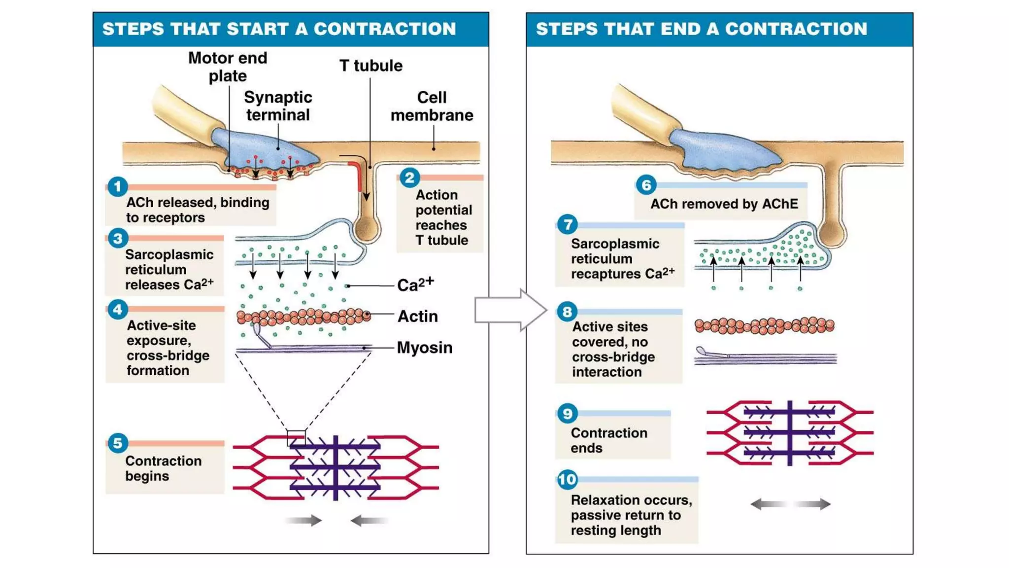 APU6.4 Skeletal Muscle Contractions | PPTX