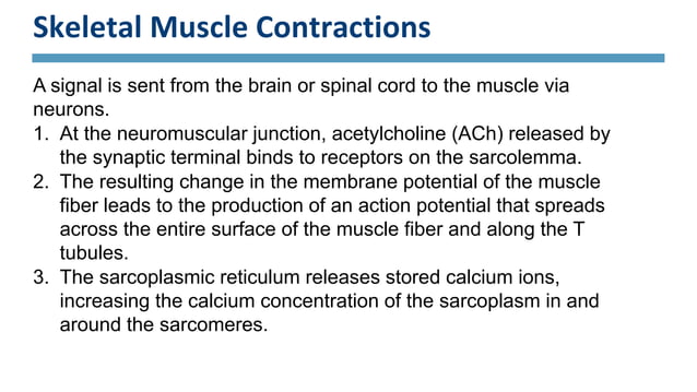 APU6.4 Skeletal Muscle Contractions | PPT