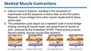 APU6.4 Skeletal Muscle Contractions | PPTX