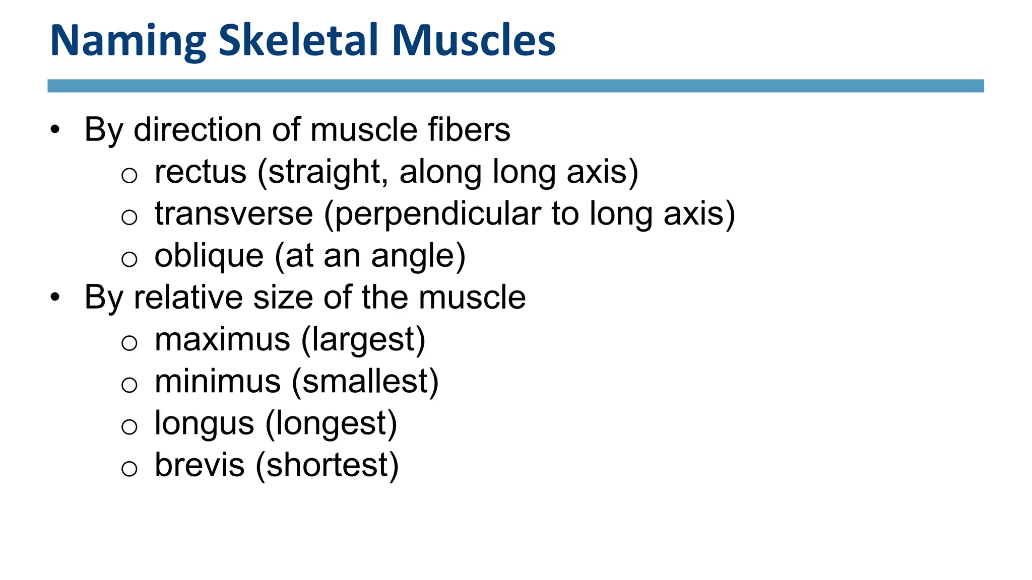 APU6.7 Naming Skeletal Muscles | PPTX