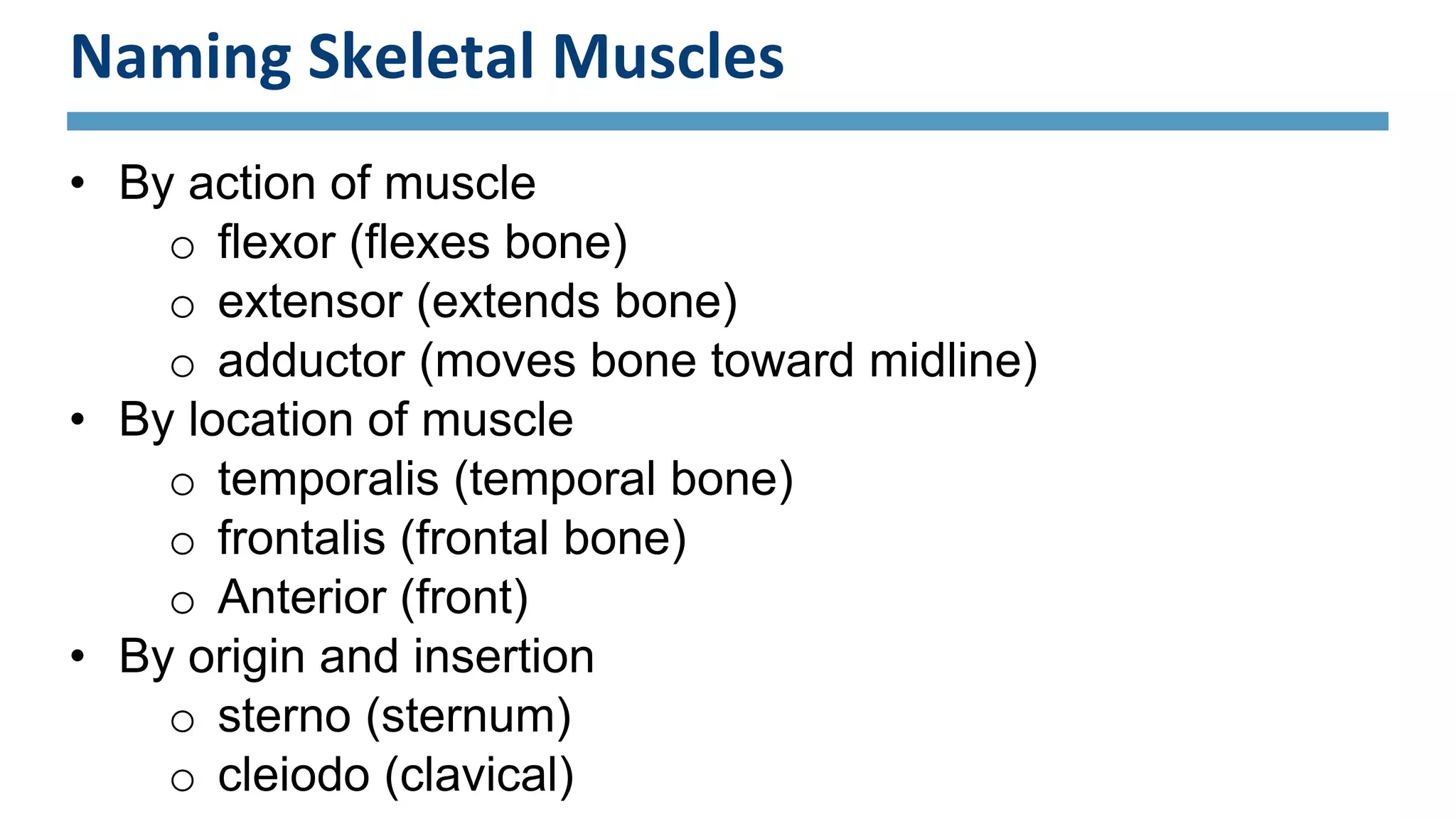 APU6.7 Naming Skeletal Muscles | PPTX