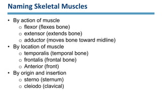 APU6.7 Naming Skeletal Muscles | PPTX