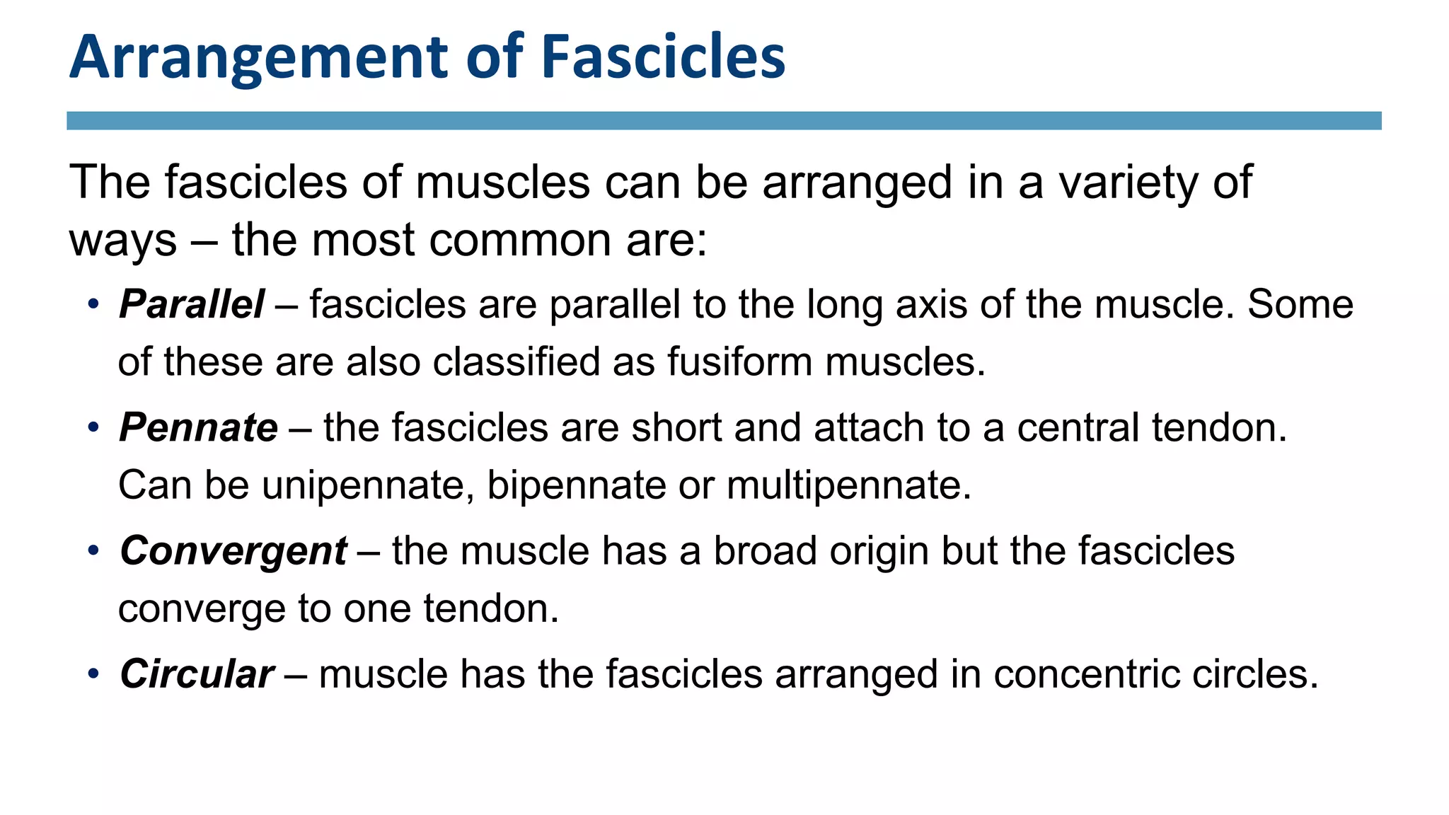 LT5.2 Muscle Anatomy (Micro & Macro) | PPTX