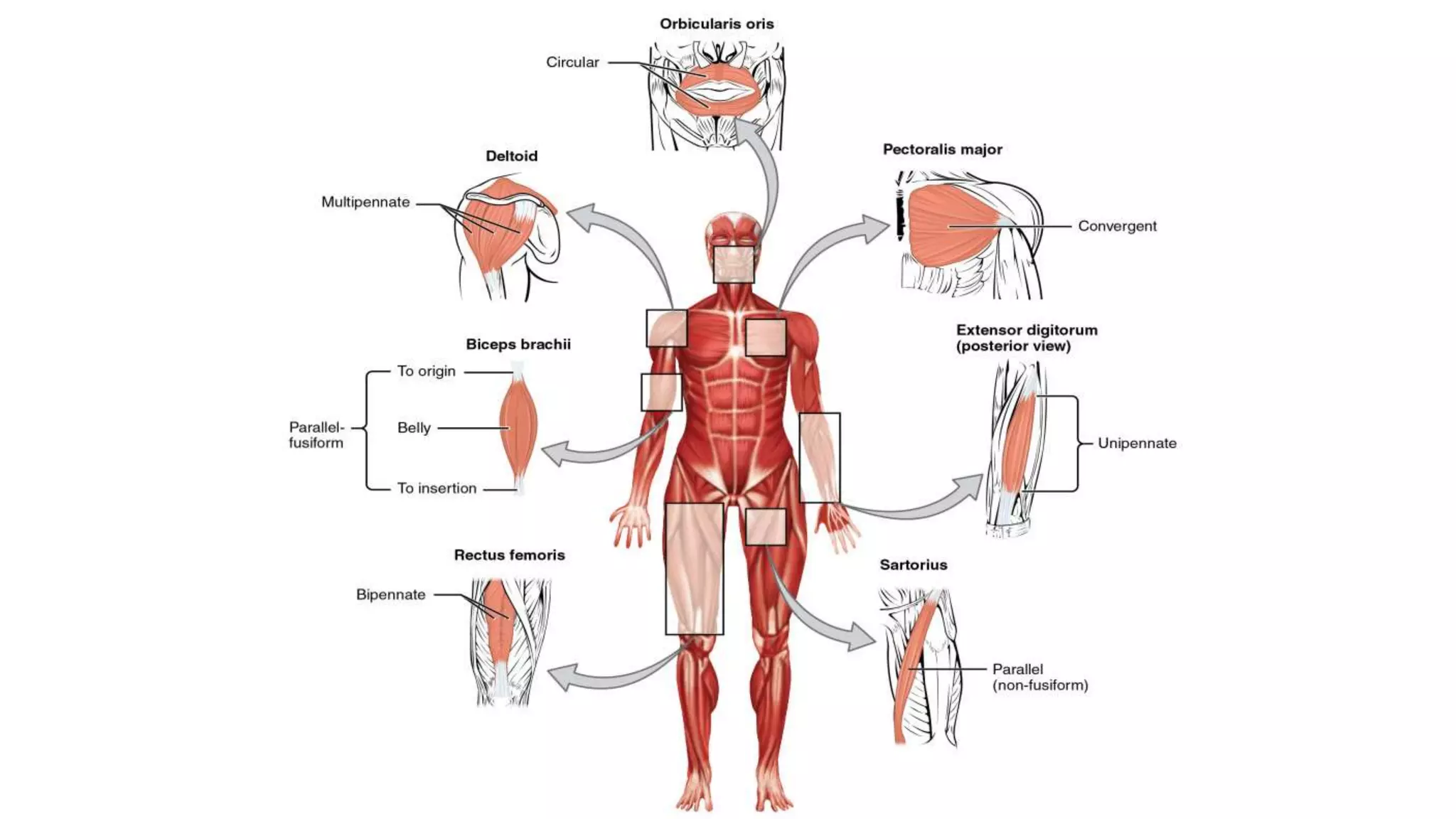 LT5.2 Muscle Anatomy (Micro & Macro) | PPTX