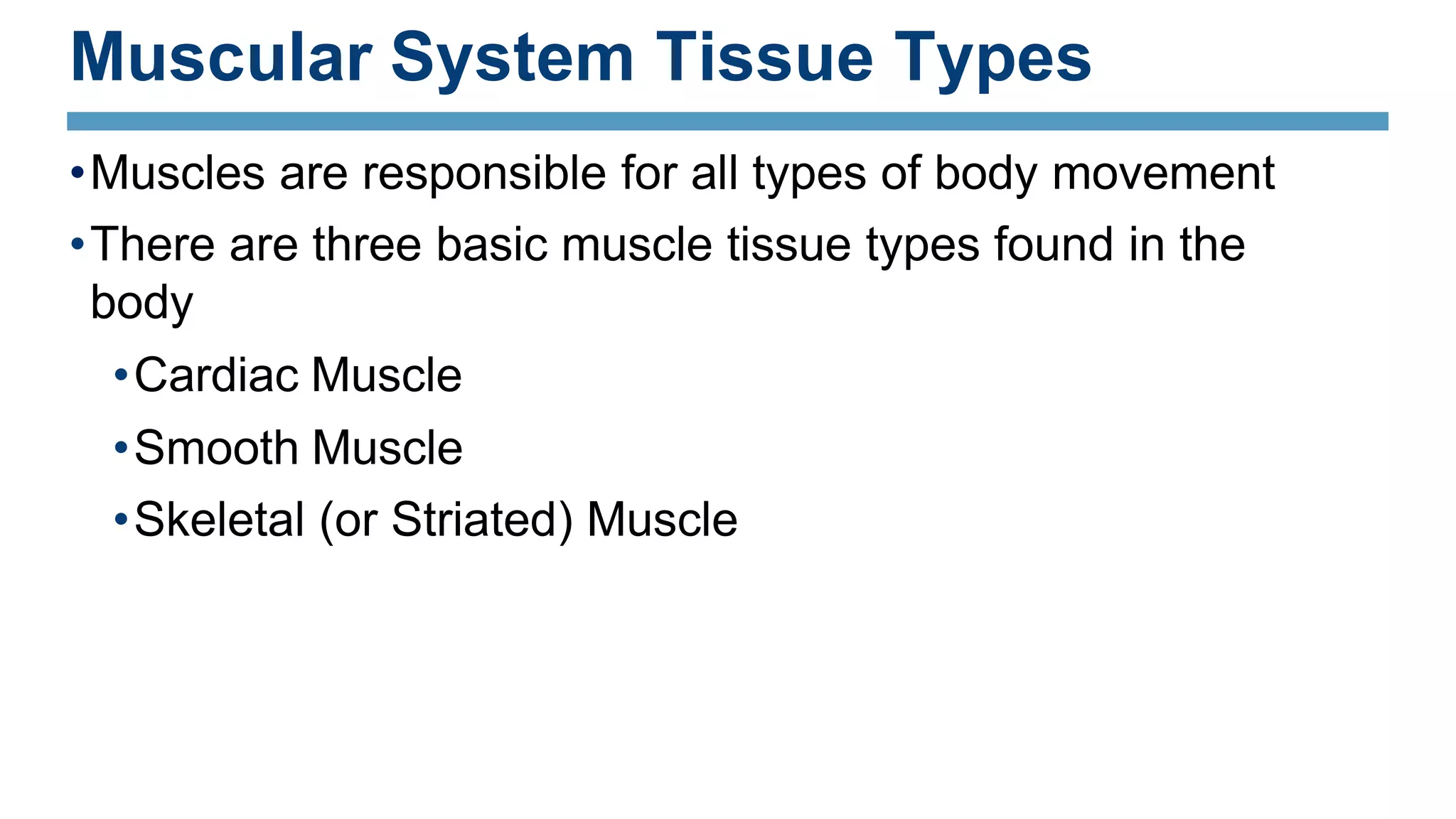 LT5.2 Muscle Anatomy (Micro & Macro) | PPTX