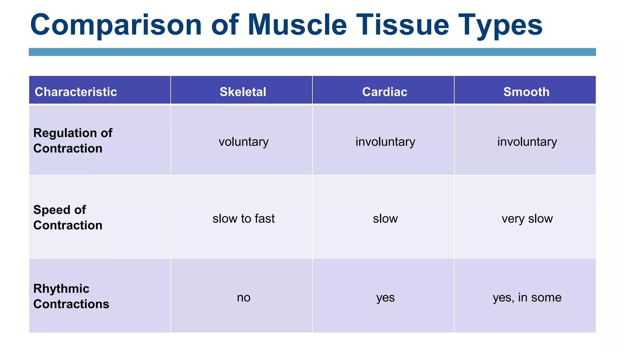 LT5.2 Muscle Anatomy (Micro & Macro) | PPTX
