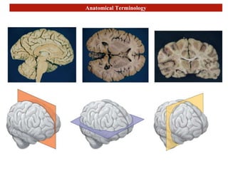 Introduction to anatomy and physiology_unit_1_intro_ppt.ppt