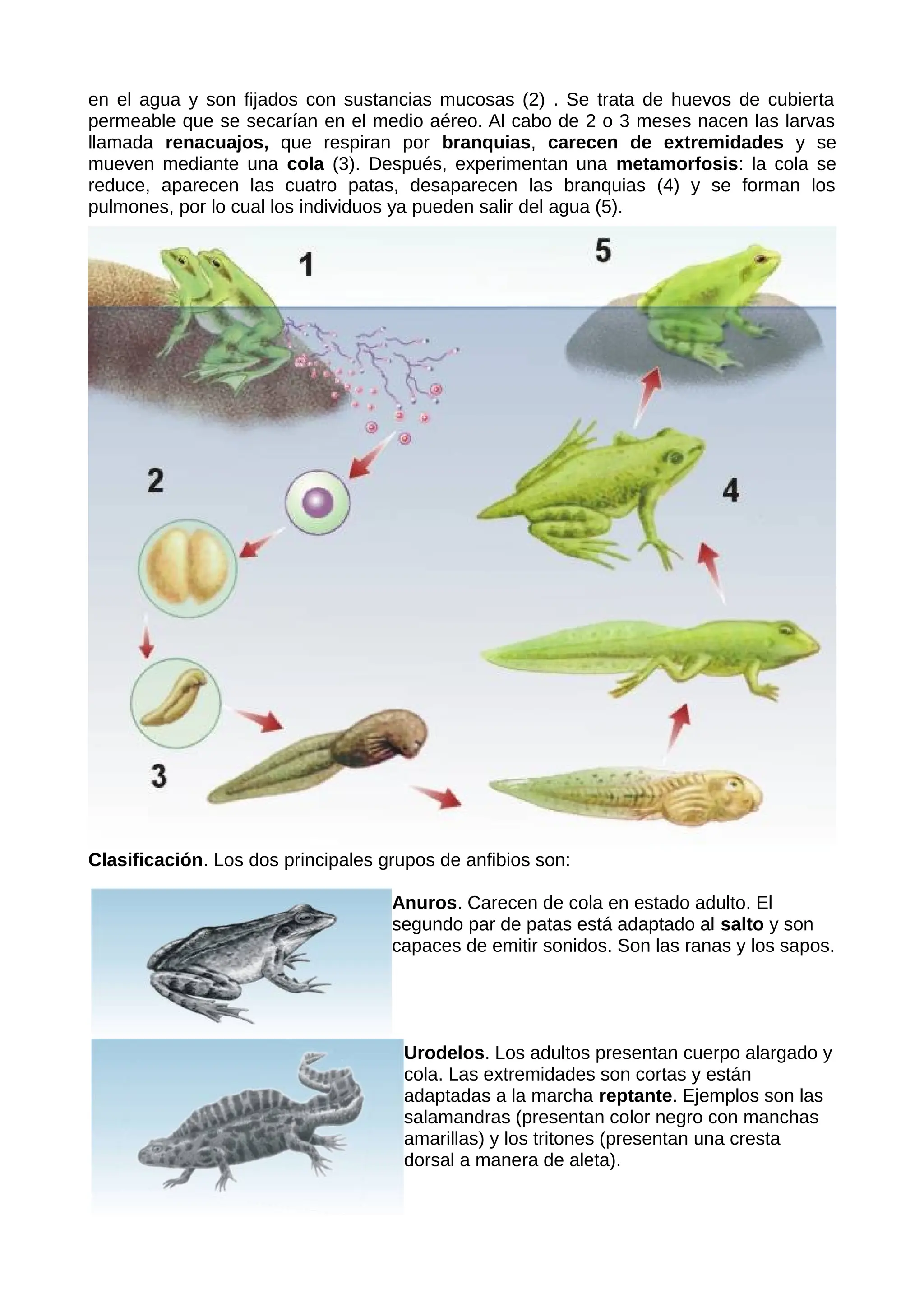clasificacion y tipos de anfibios caracterristicas | PDF