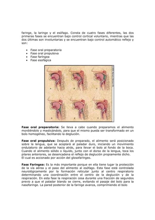 Apunte deglucion | PDF