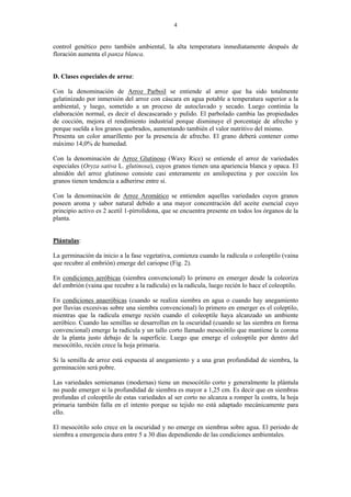 Apunte-MORFOLOGIA (1).pdf