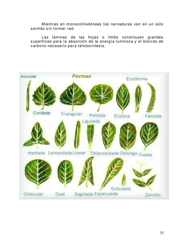 Apuntes.sobre.botanica