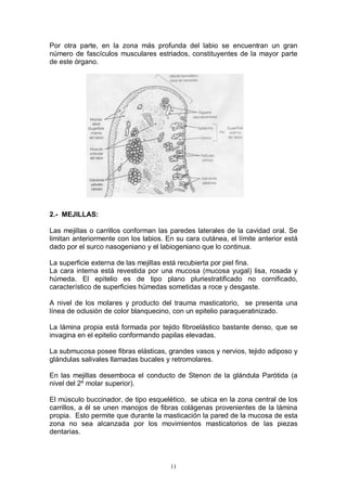 Apuntes cavidad oral11 | PDF