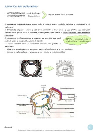 Apuntes embriologia | PDF
