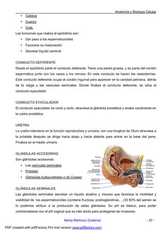 Apuntes de anatomia | PDF
